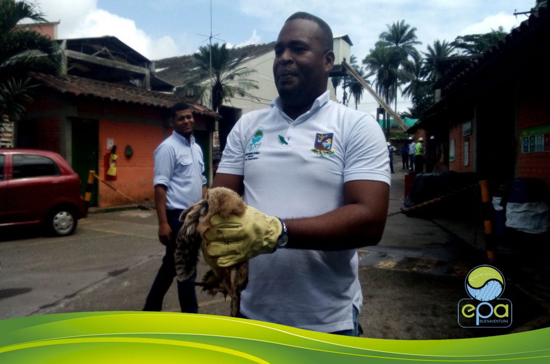 REHABILITACIÓN DE LA ESPECIE BUHO RAYADO, CONOCIDA COMO “LECHUZA” EN ...