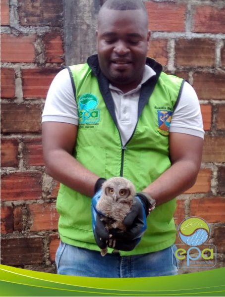 LIBERACIÓN DE LA ESPECIE BÚHO RAYADO, CONOCIDA COMO “OREJUDO” EN ...