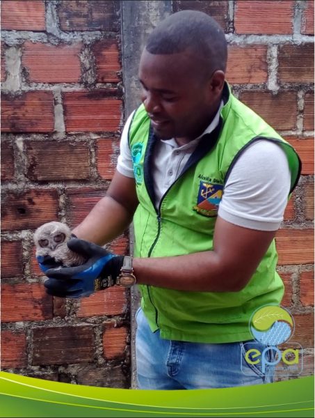 LIBERACIÓN DE LA ESPECIE BÚHO RAYADO, CONOCIDA COMO “OREJUDO” EN ...