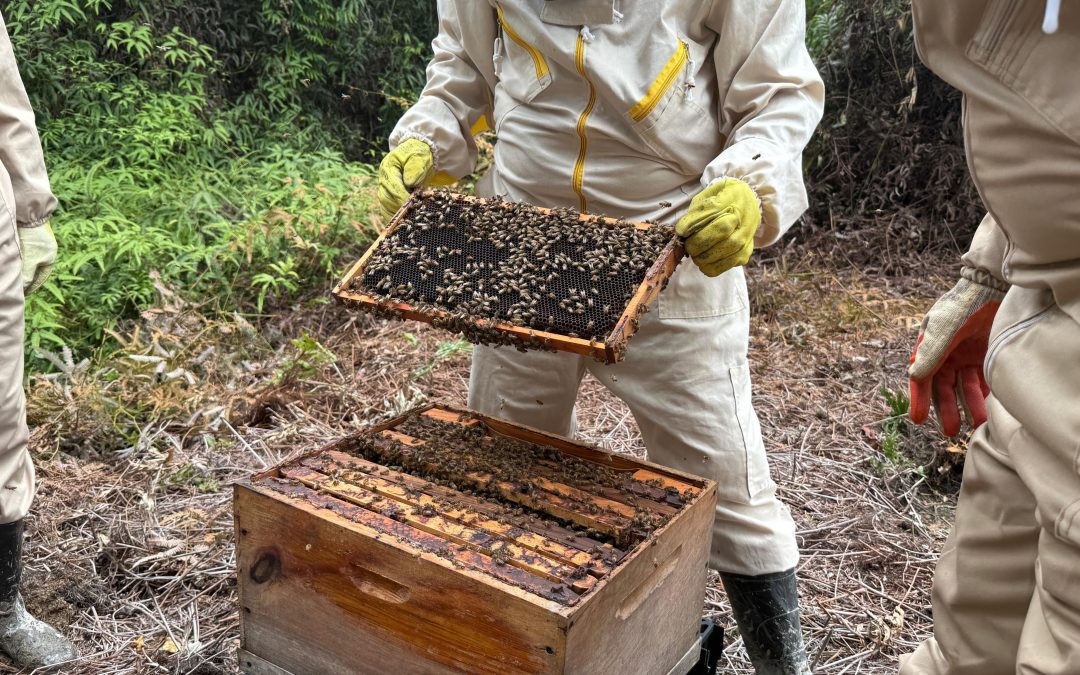EPA fortaleció la atención y protección de especies polinizadoras en ...